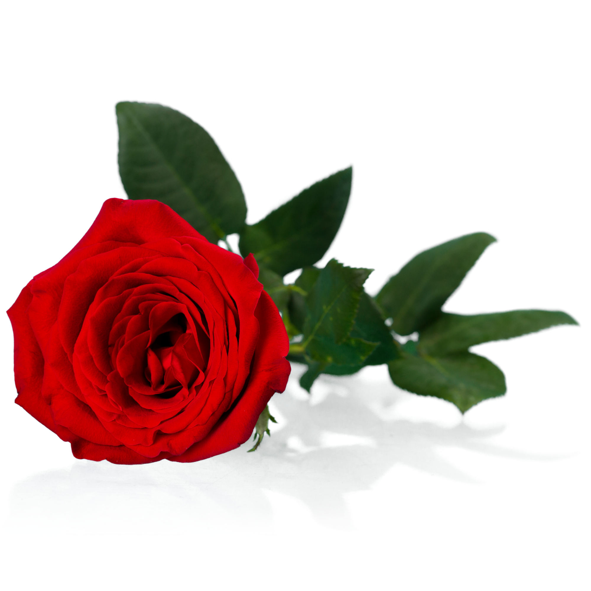 Inawera - Rose Concentrate - BLCK
